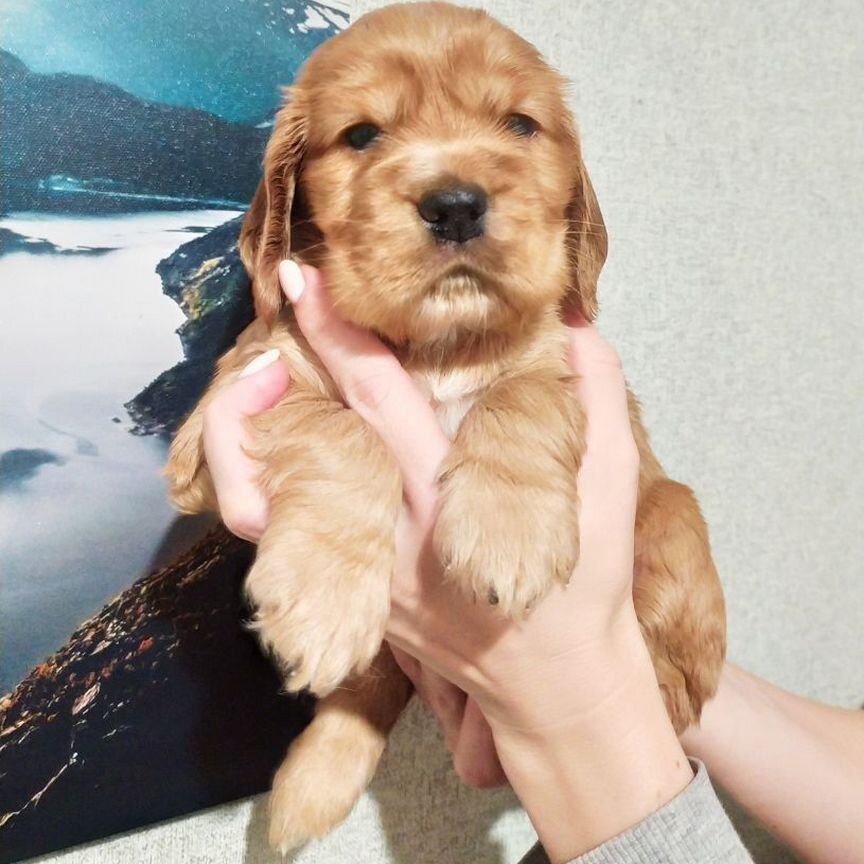 Английский кокер-спаниель, щенок