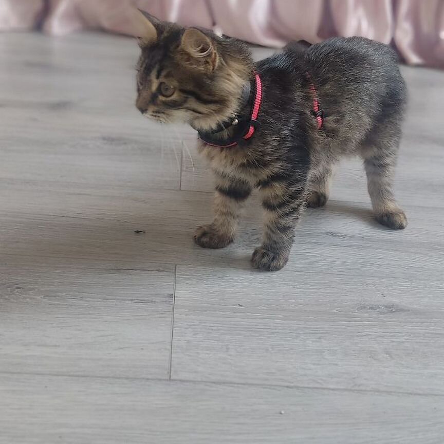 Котенок 2,5 мес