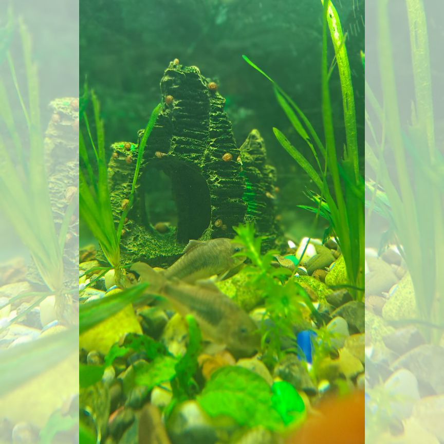 Аквариумные рыбки