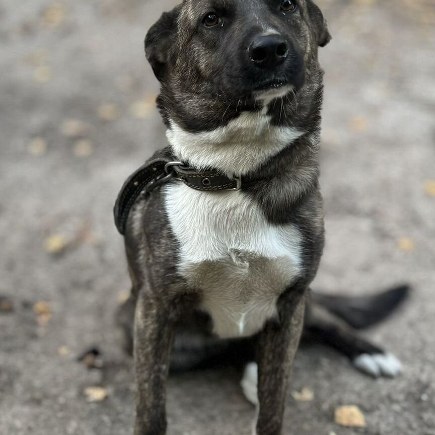 Собака в добрые руки