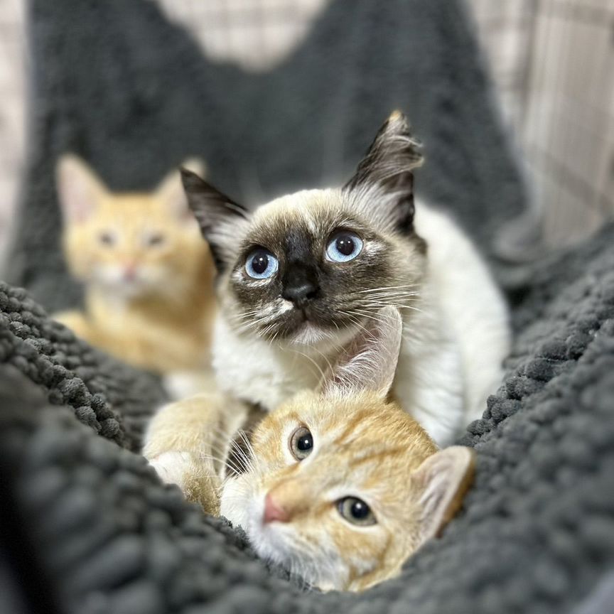 Котенок (девочка) спасена с улицы, ищет дом