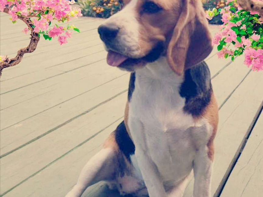 Бигль в добрые руки