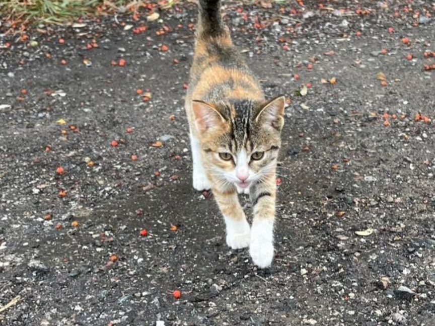 Котятки в добрые руки