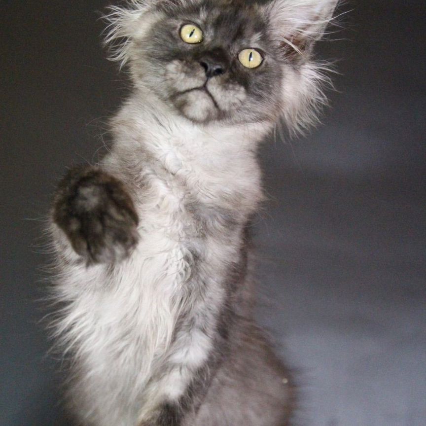 Мейн-кун черный дым