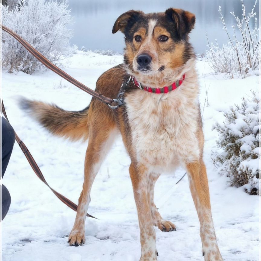 Взрослая собака в добрые руки