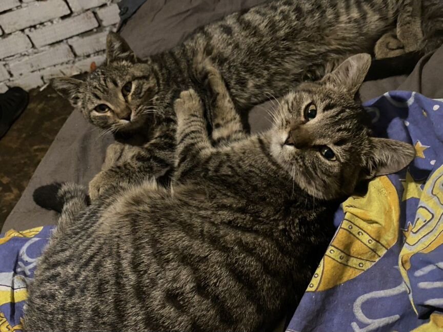 Котята в добрые руки бесплатно