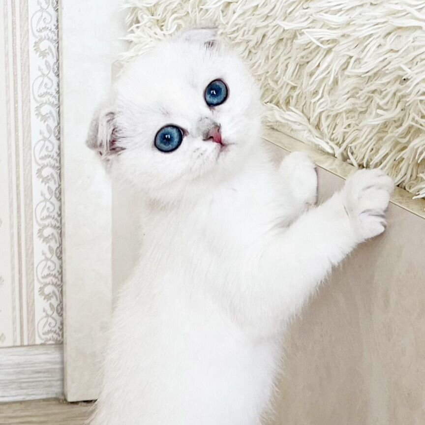 Белоснежная девочка