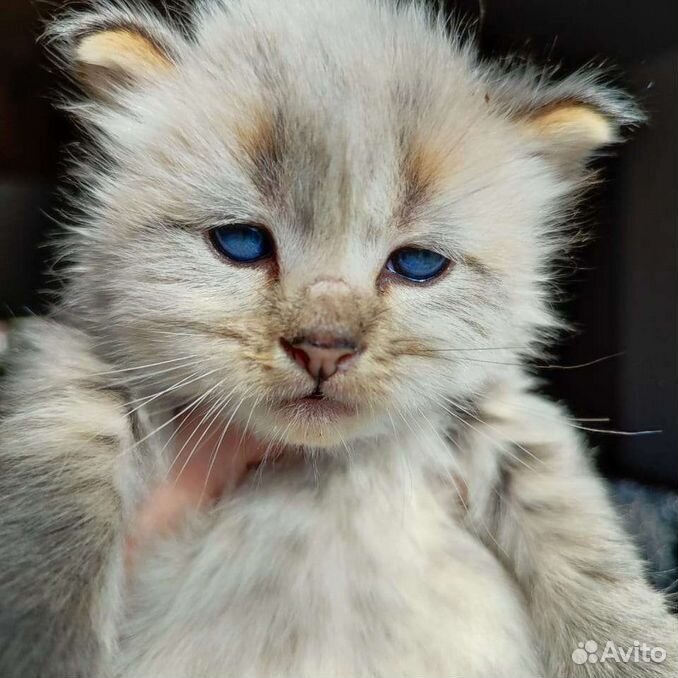 Пиксибоб котик