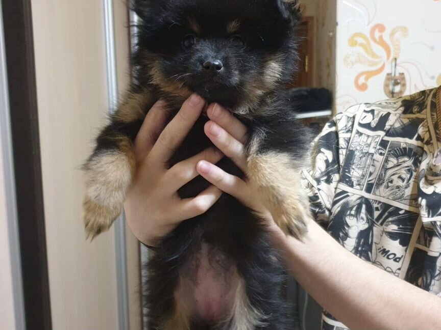 Шпиц