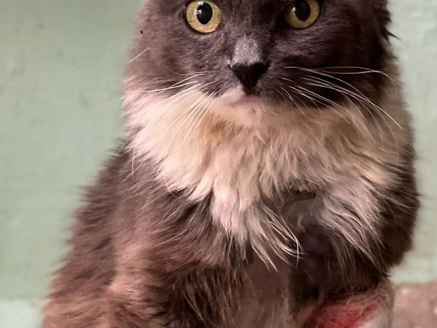 Кошечка в поисках семьи