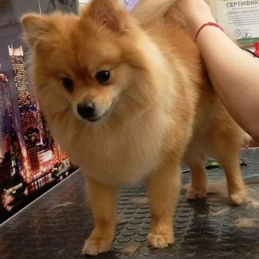 Шпиц