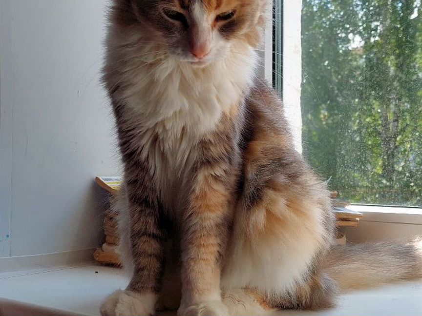 Трехцветная кошка в добрые руки