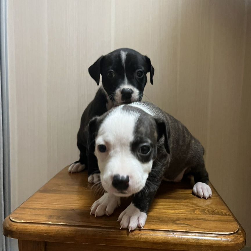 Щенки стаффа