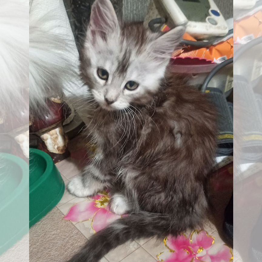 Мейн-кун котёнок