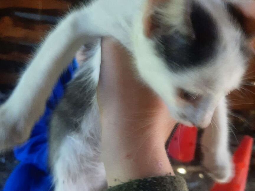 Котенок в добрые руки