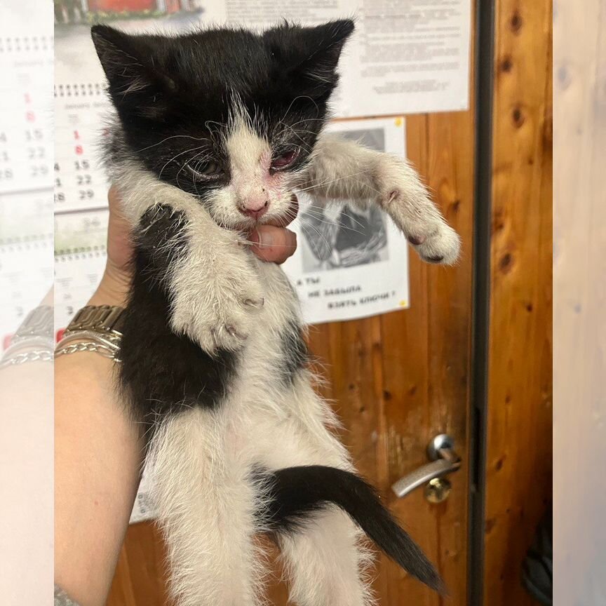 Котёнок в добрые руки