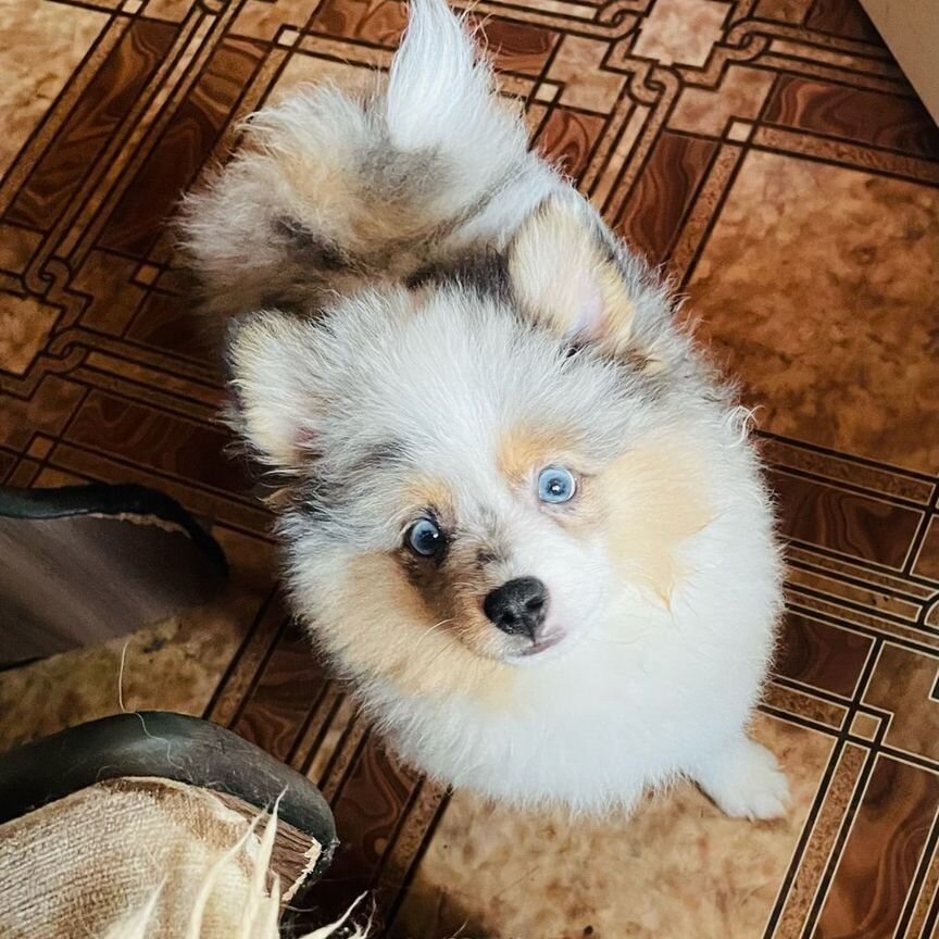 Немецкий шпиц, взрослый пёс