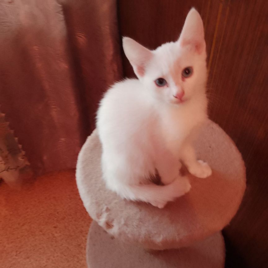 Котята