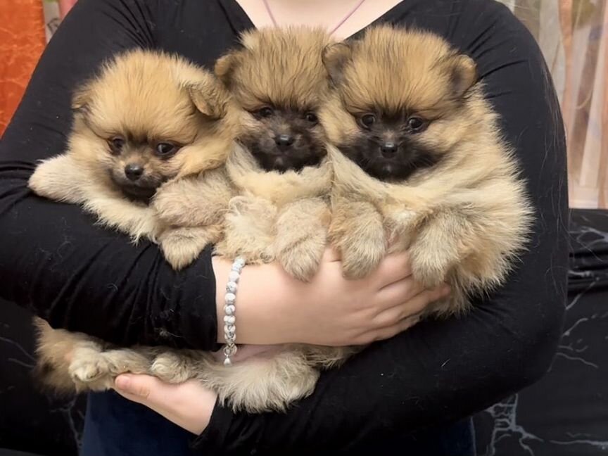 Мальчик и две девочки шпиц