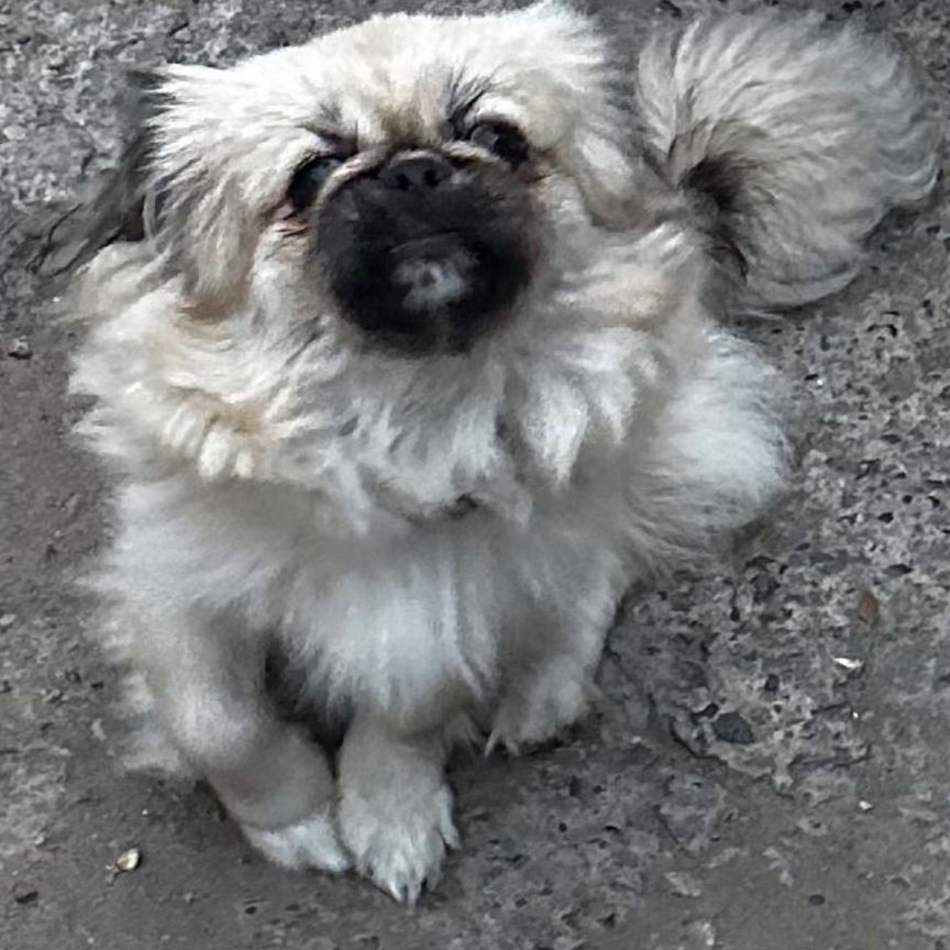 Пекинес, щенок