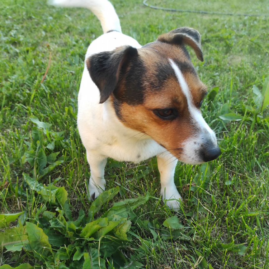 Джек рассел терьер