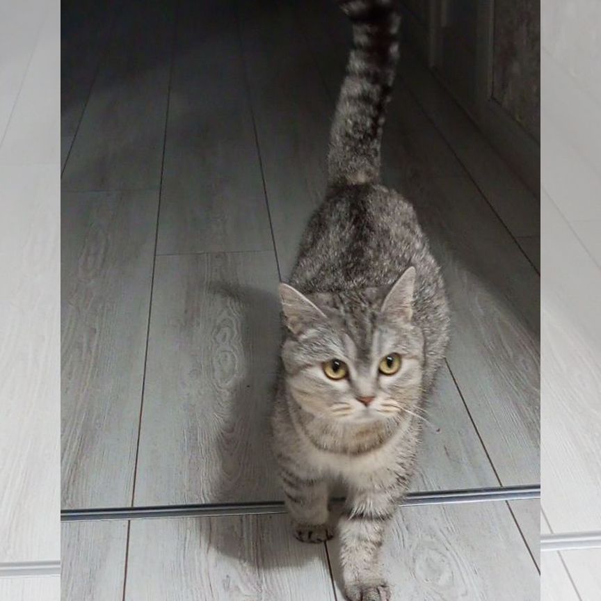 Британские котята