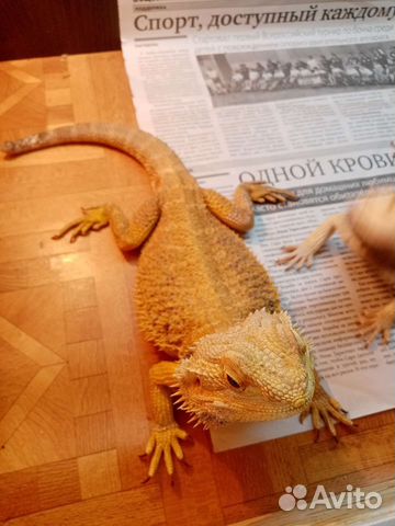 Агама девочка