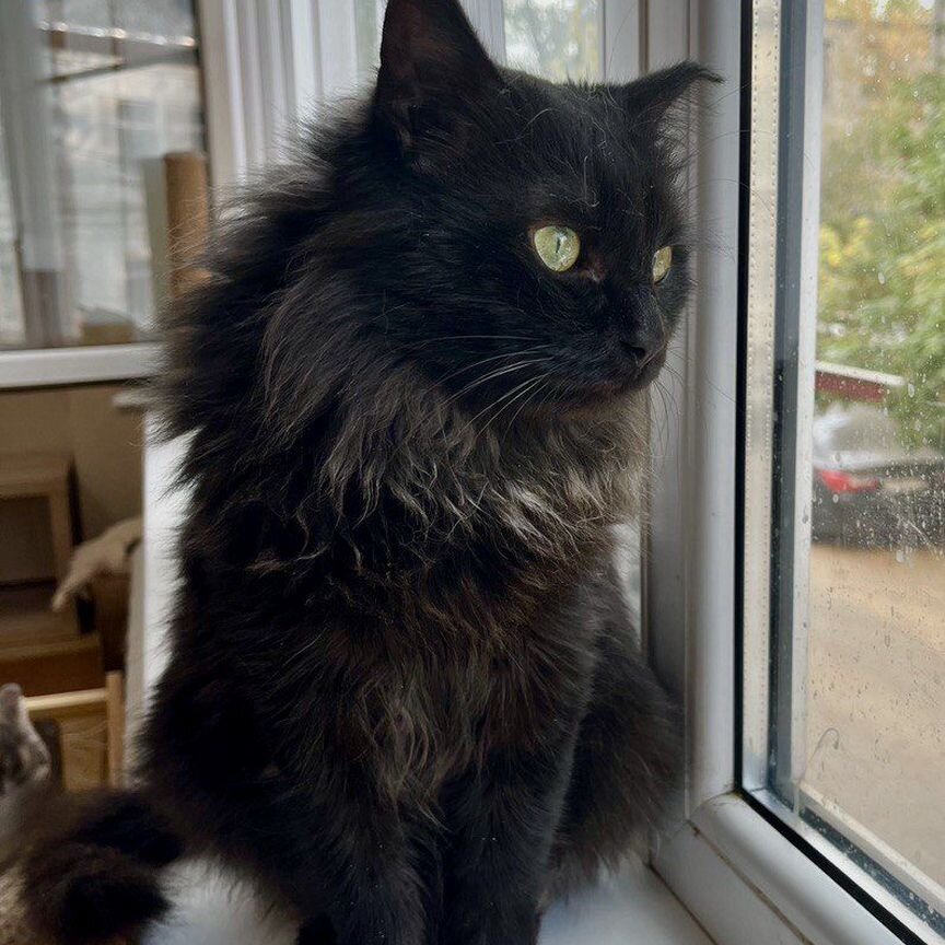 Ручной пушистый котик