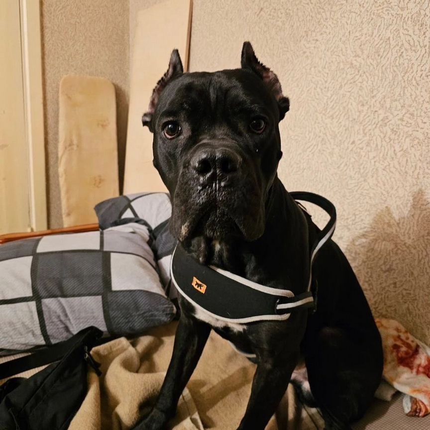 Мальчик Кане Корсо в добрые руки