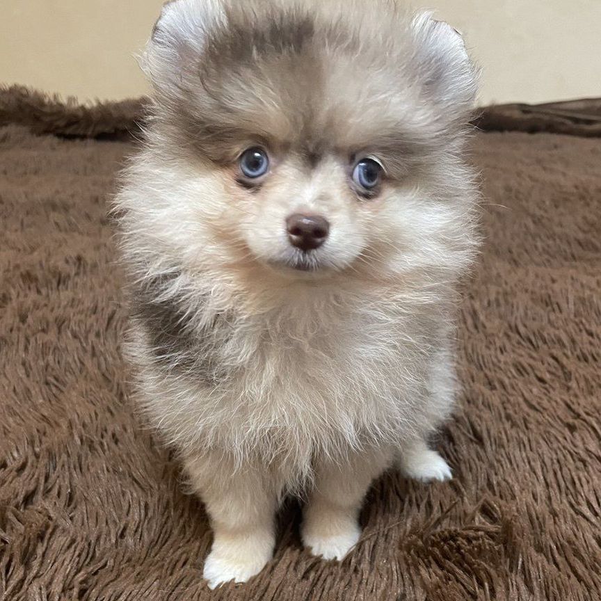 Померанский шпиц, щенок