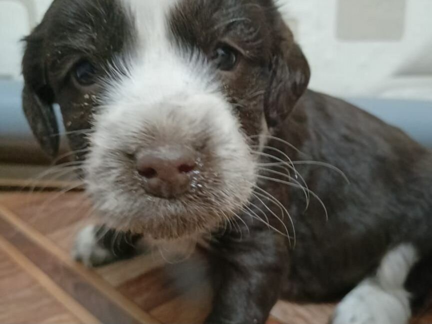 Русский охотничий спаниель