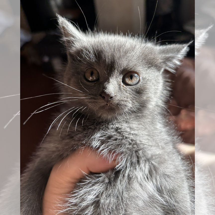 Отдам котя в добрые руки