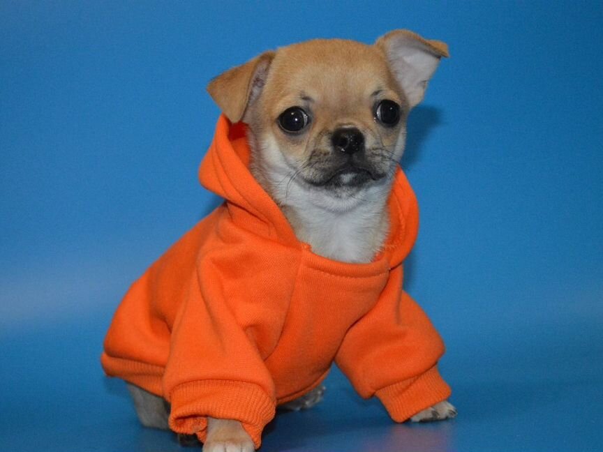 Щенки чихуахуа, девочки