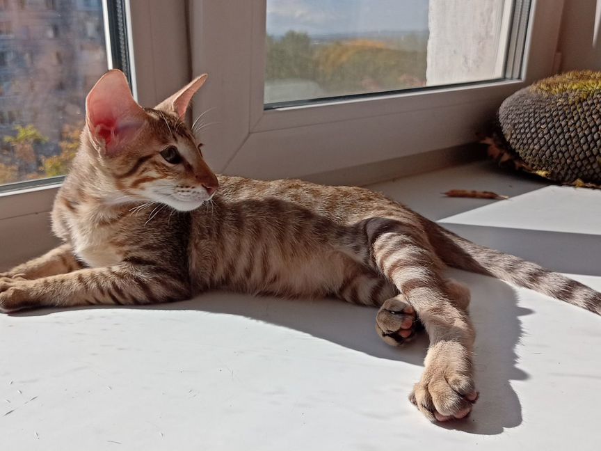 Ориентальные котенок