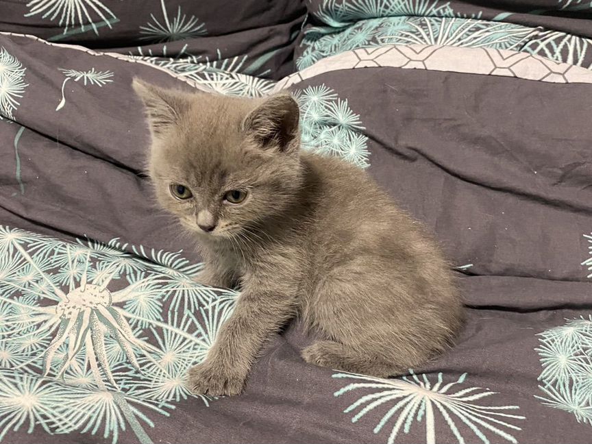 Британская кошка