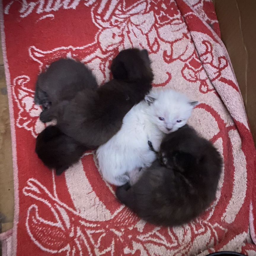 Котята в добрые руки бесплатно