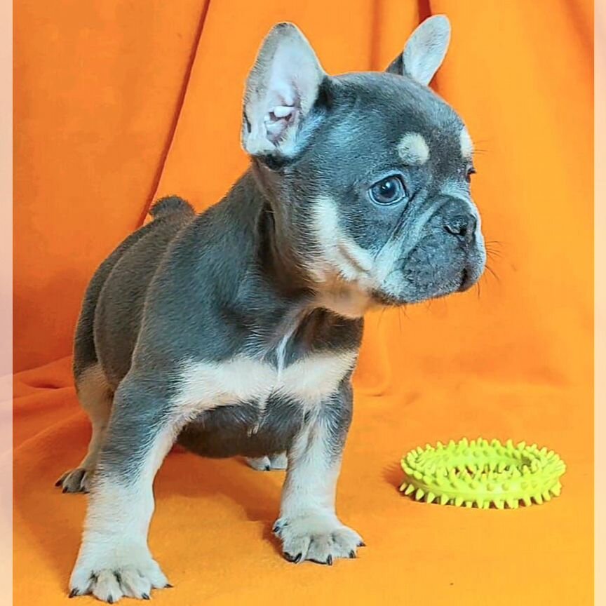 Голубой с подпалом мальчик