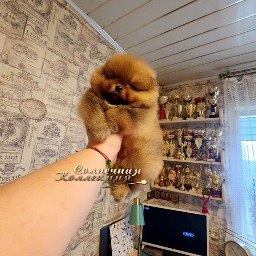 Шпиц померанский мальчик толстолапый медвежонок РК