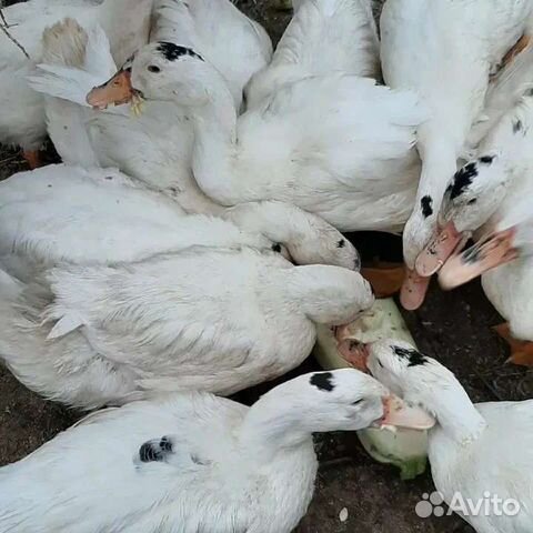 Утки муларды