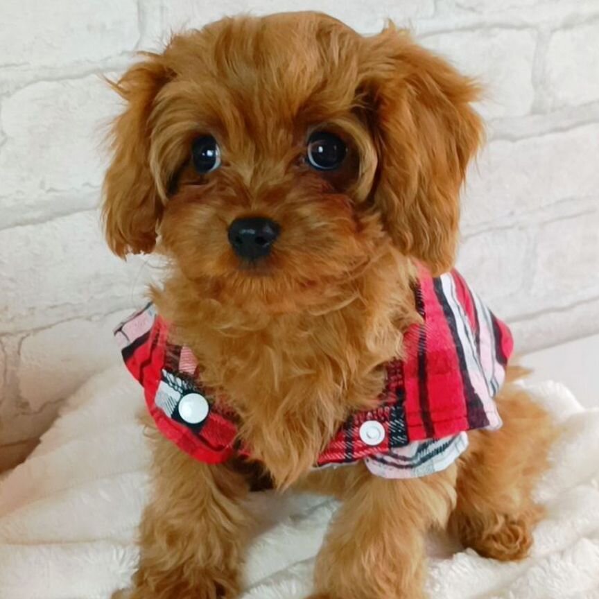 Мальтипу, щенок