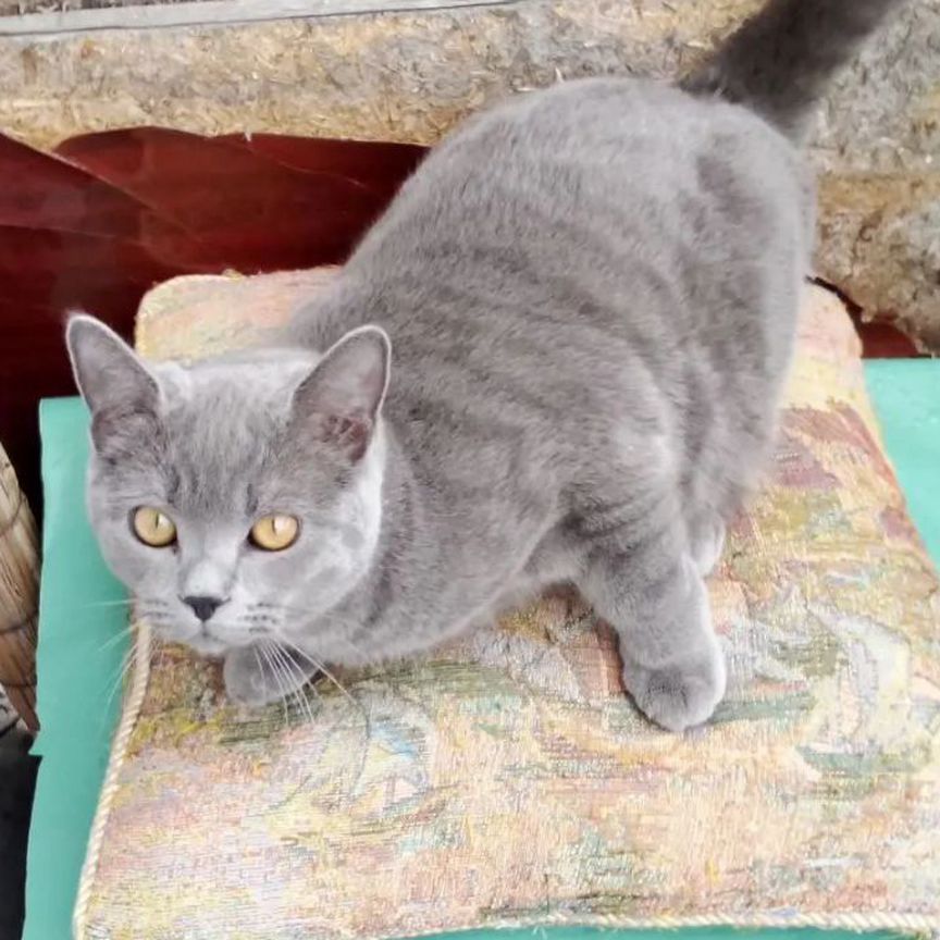 Британский короткошёрстный котёнок
