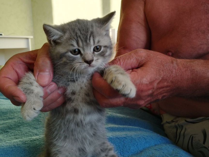 Шотландские прямоухие котята, Севастополь