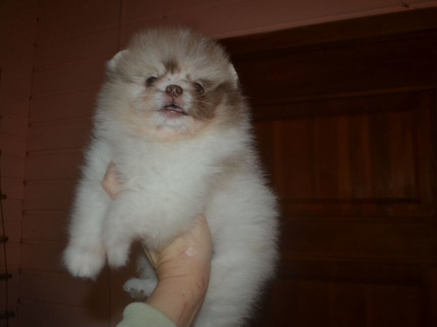 Бело- лилово-шоколадный красавчик