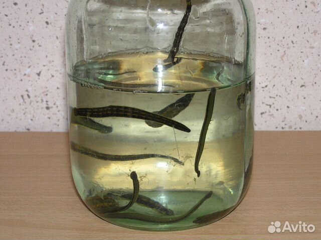 Пиявки медицинские 20 шт