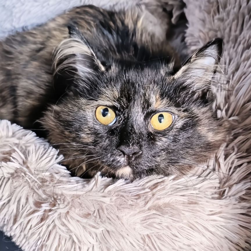 Курильский бобтейл длинношёрстный котёнок