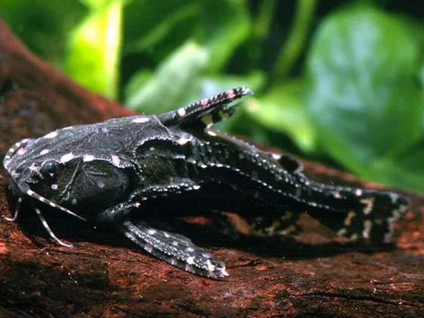 Сом агамикс