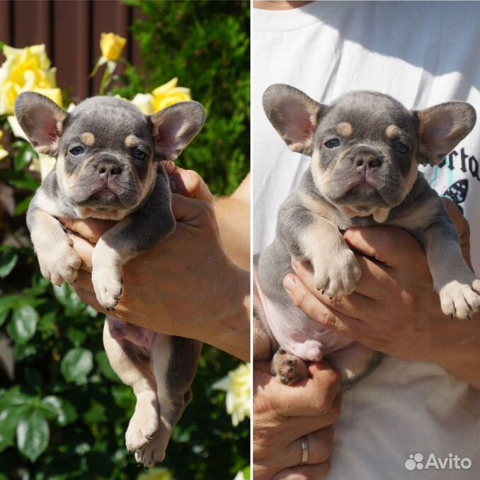 Французский бульдог лоловый с изабелла