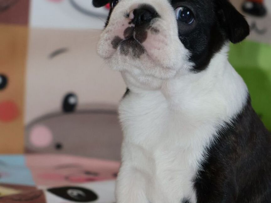 Бостон Терьеры, Щенки