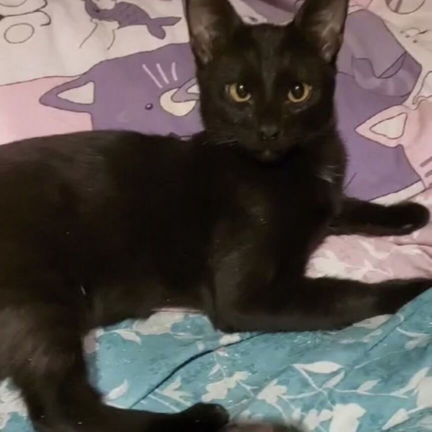 Мальчик 4-5 мес в добрые руки