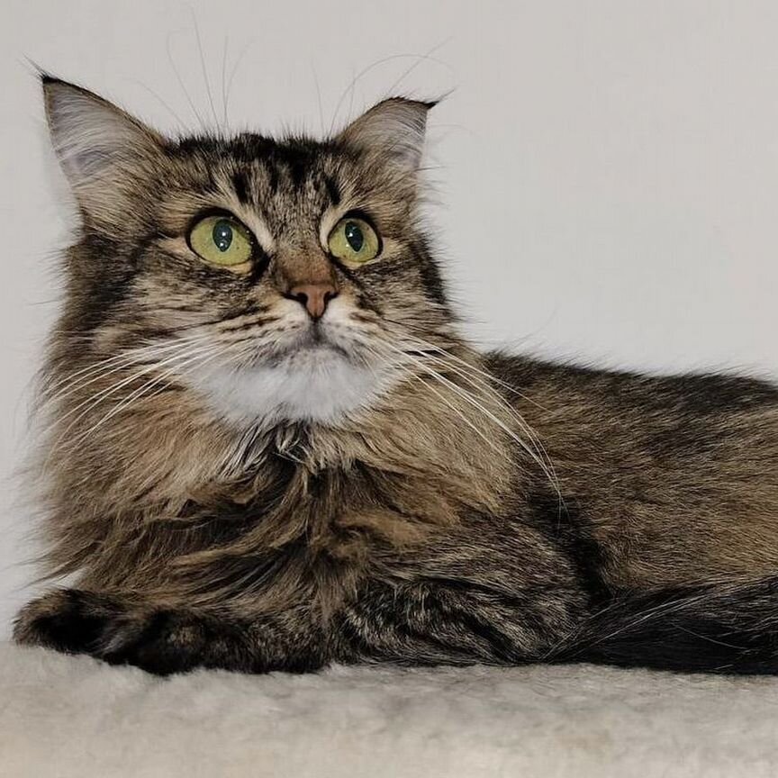 Сибирская, взрослая кошка